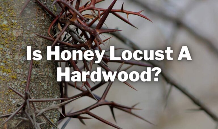 Is Honey Locust A Hardwood? (How hard is Honey Locust?)