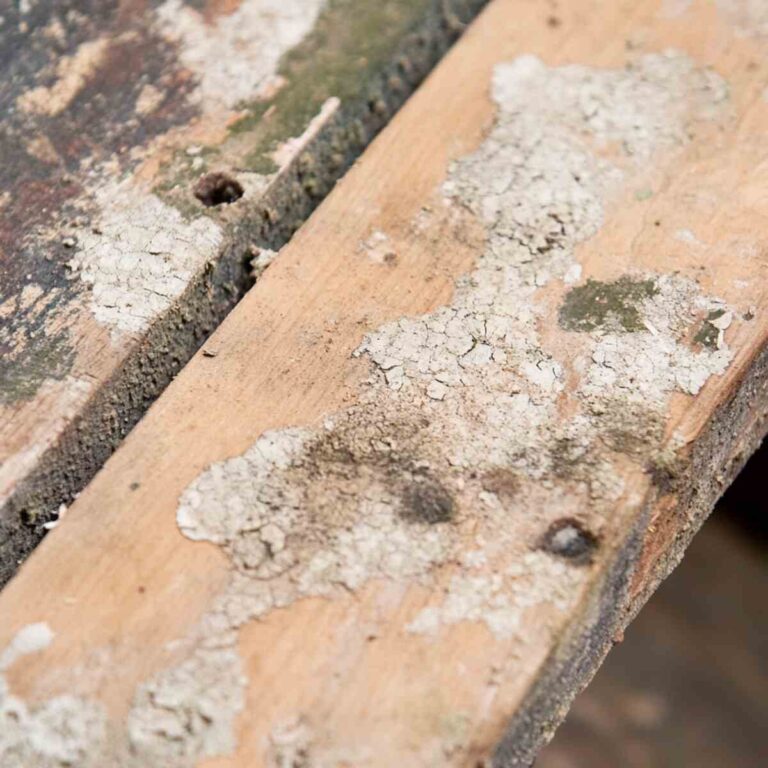 How to Remove Mold from Wood Furniture in 5 Simple Steps