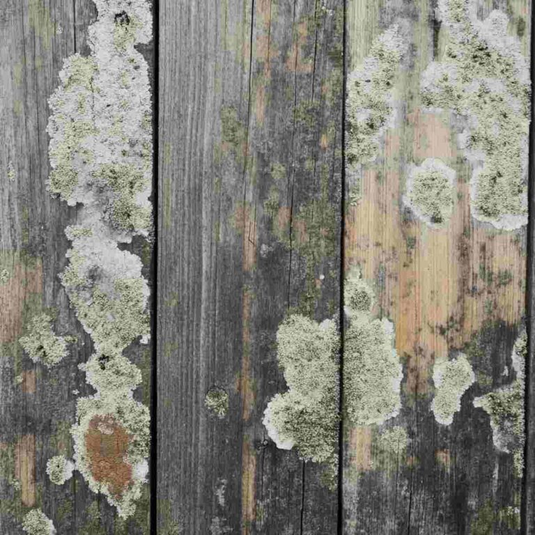 How to Remove Mold from Wood Furniture in 5 Simple Steps