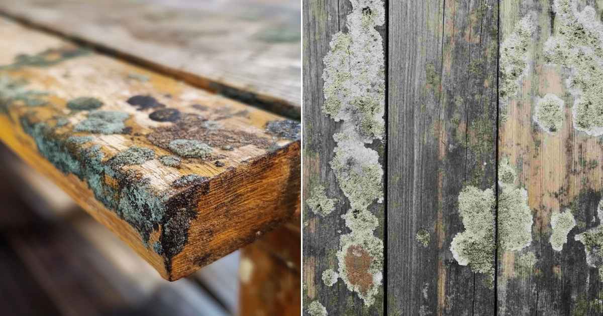 How to Remove Mold from Wood Furniture in 5 Simple Steps
